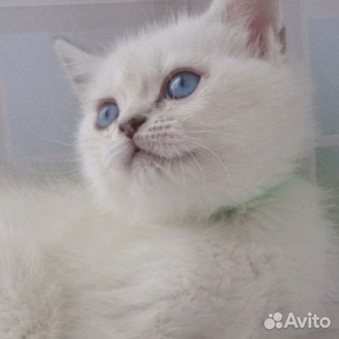 Эксклюзивные серебристые шиншиллы поинт