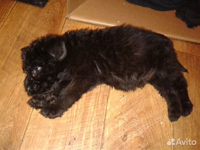 Замечательные щенки ищут своих хозяев