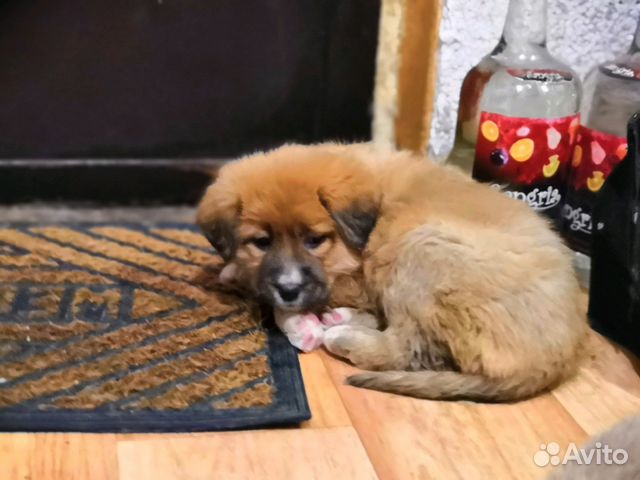 Щенки в добрые руки