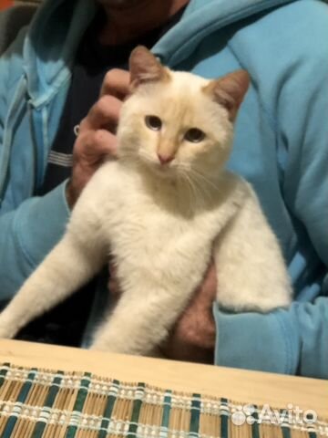 Кот тайский в добрые руки бесплатно