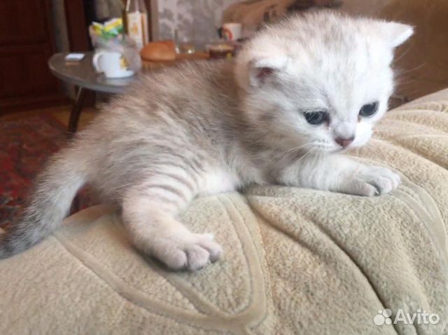 Шотландский вислоухий котик. Родился 26 декабря 20