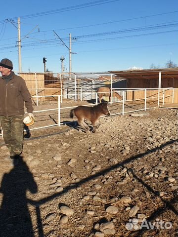Продается жеребенок пони