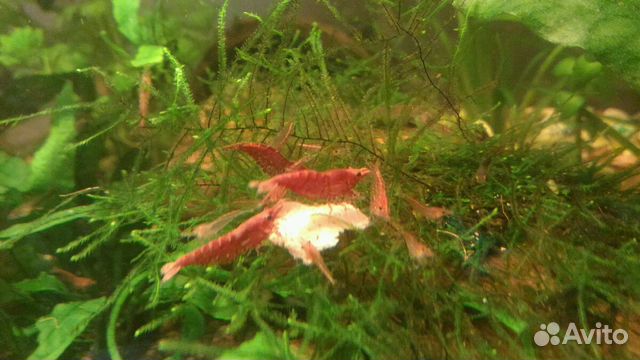 Креветки, гуппи + подарок грунтовые улитки