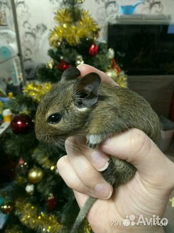 Дегу