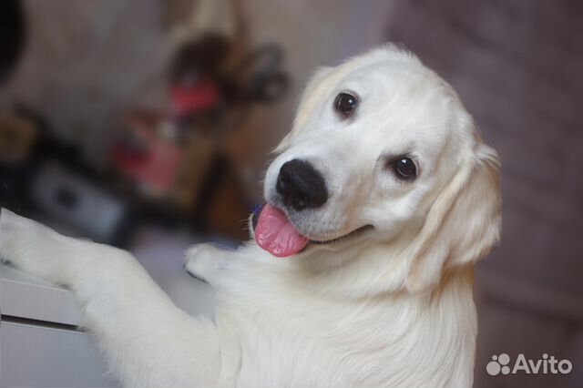 Золотое чудо