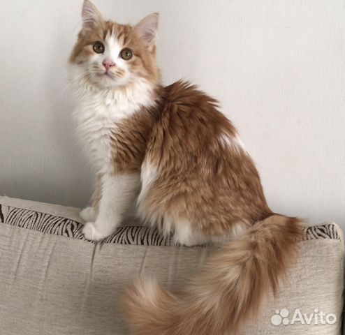 В добрые руки кошечка