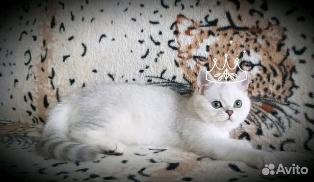 Котик британчик