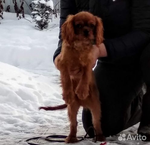 Кавалер рубиновый мальчик