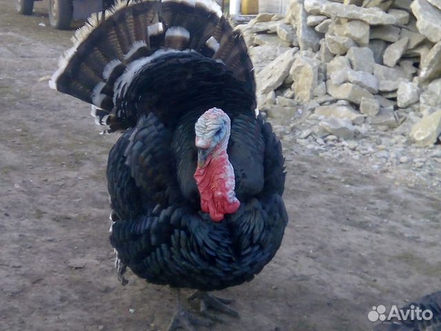 Канадские индюки Хайбрит Конвертер и Бронза 708