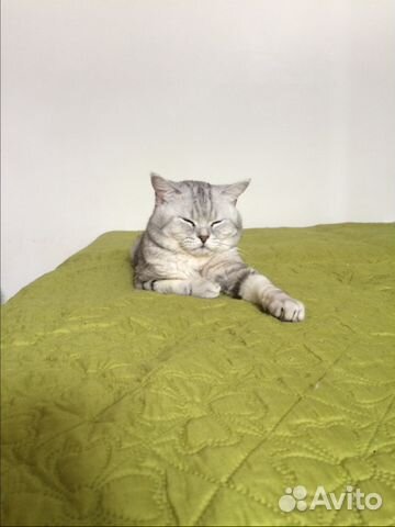 Котик для Вязки