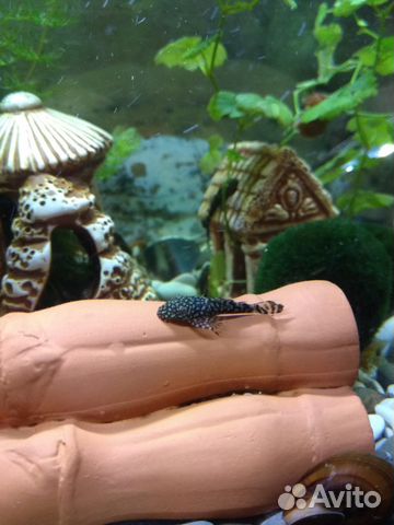 Сомики Анциструс