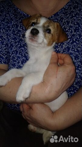 Щенки джеки