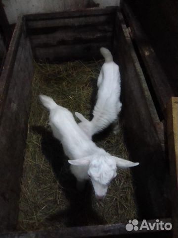 Козлята, смесь зааненской породы и ламанча