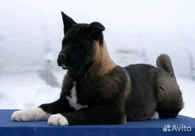 Акита щенок