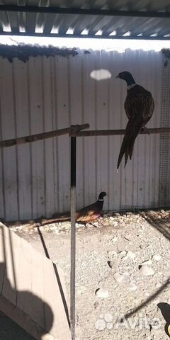 Фазаны северокавказские(охотничьи)