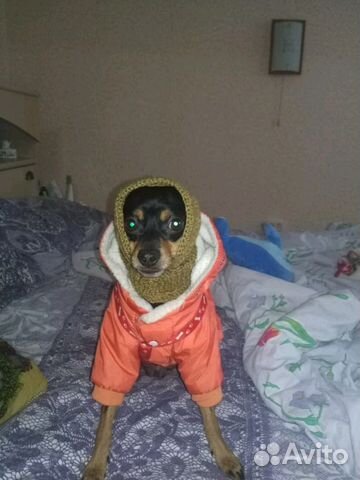 Приглашаем даму на вязку той терьер мальчик 4 кг