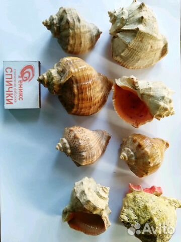 Морские ракушки и кораллы