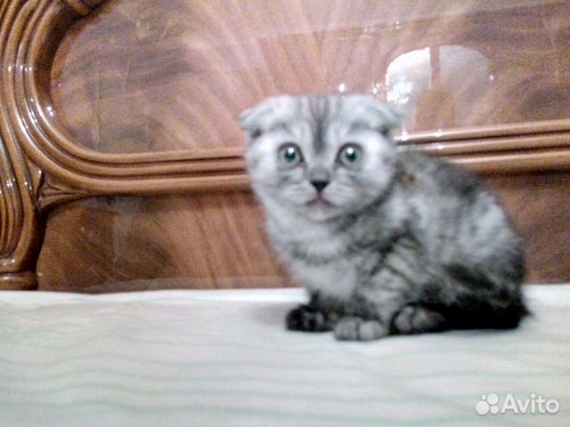 Шотландская вислоухая