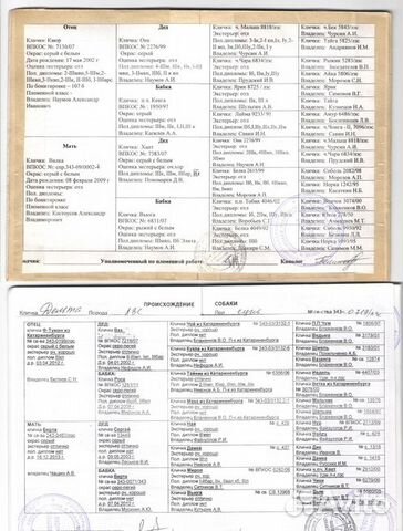 Продаются щенки лзс