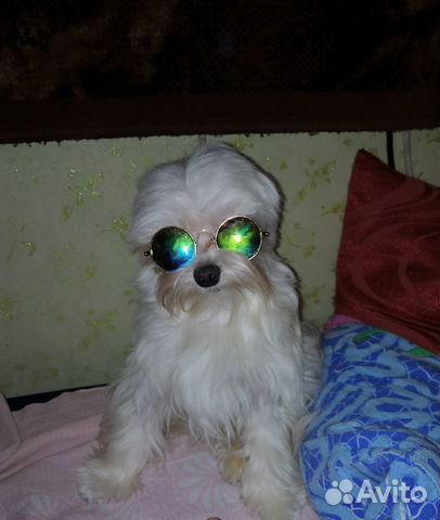 Жених мальтезе