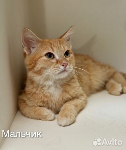 Рыжий мальчишка (6 мес), кастрат ищет дом