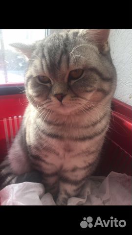 Котята как в рекламе Вискас