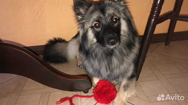 Метис кеесхонд вольфшпиц