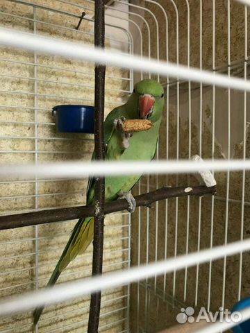 Ожереловый попугай