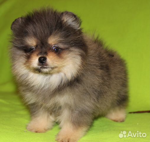 Настоящие мишутки на любой вкус