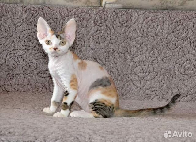 Девон рекс. Эффектная девочка