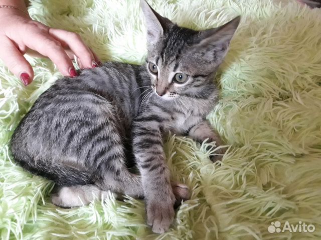 Очаровательные кошечки ищут хозяина