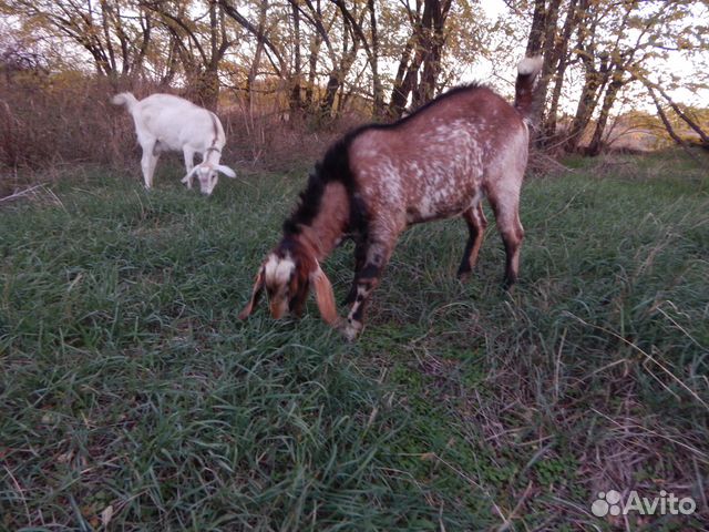 Продаётся нубийский козлик на племя