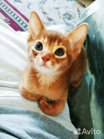 Абиссинские котята