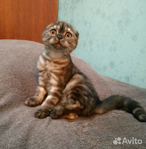 Шотландская вислоухая кошечка
