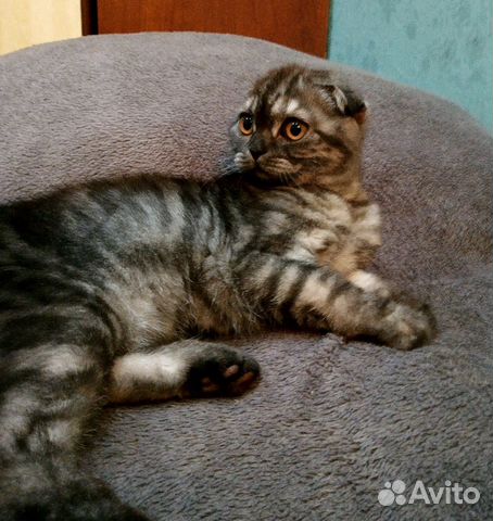 Шотландская