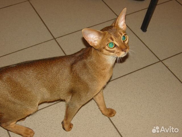 Абиссинки в добрые руки.Бесплатно