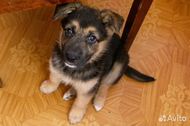 Сувенир. Пес по имени Сувенир ищет дом