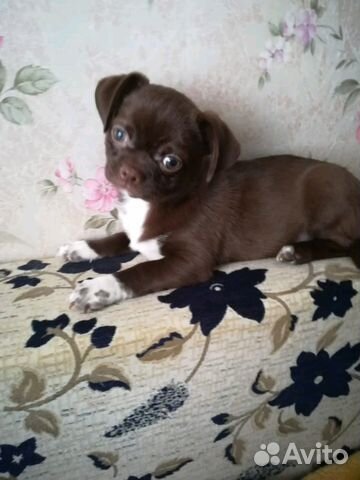 Чихуашка щенок