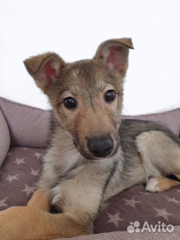 Красавец Ромео