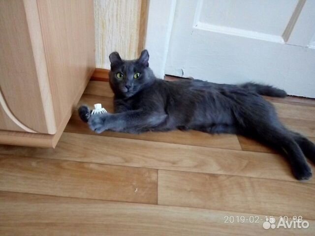 Молодая кошечка- красавица