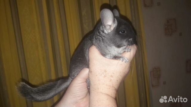 Две девочки шиншиллы 3 месяца