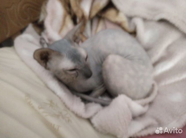 Продам кошку