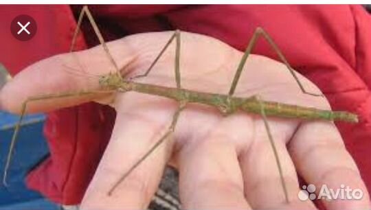 Палочник индийский жук