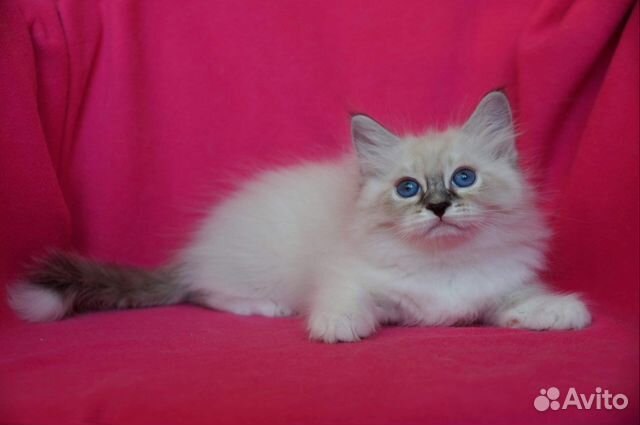 Чистопородные невские маскарадные котята