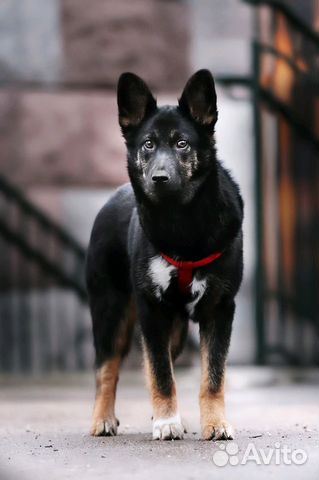 Щенок мальчик в дар, немецкая овчарка, метис немец