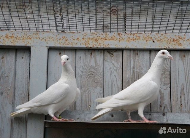 Голуби