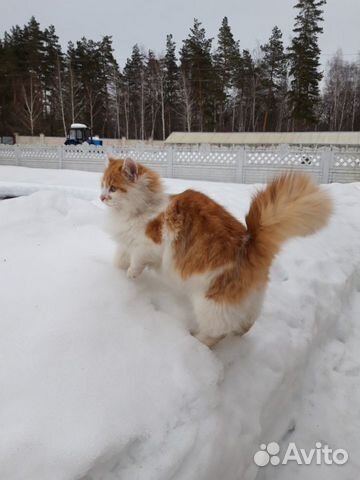 Ласковый и добрый котенок