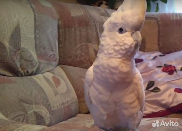 Соломонский (соломонов) какаду птенец