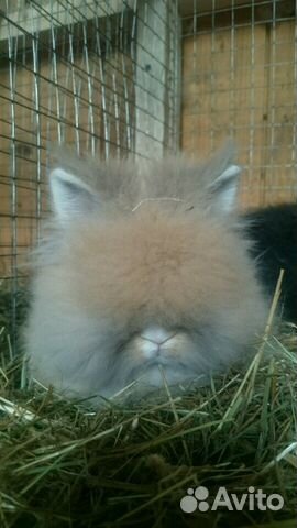 Крольчата ангорские декоративные
