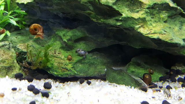 Улитки красные катушки